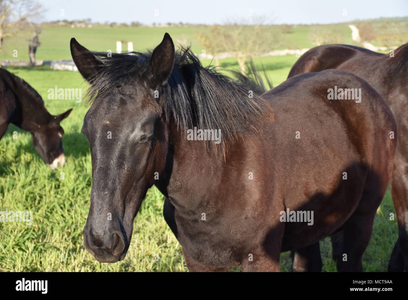 MURGESE HORSE. Italian equine breed of the Murge (Puglia, Italy), bred ...