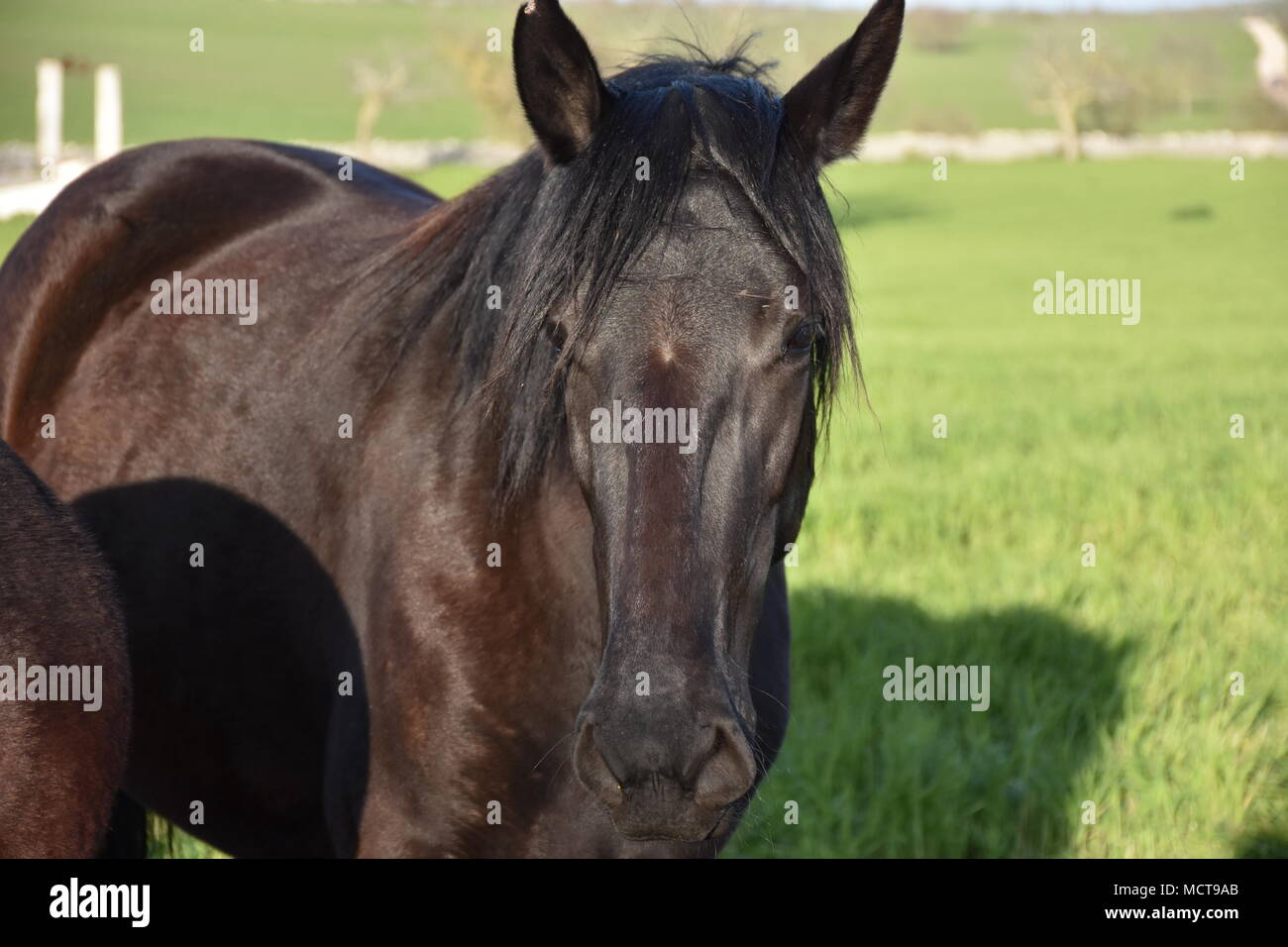 MURGESE HORSE. Italian equine breed of the Murge (Puglia, Italy), bred ...