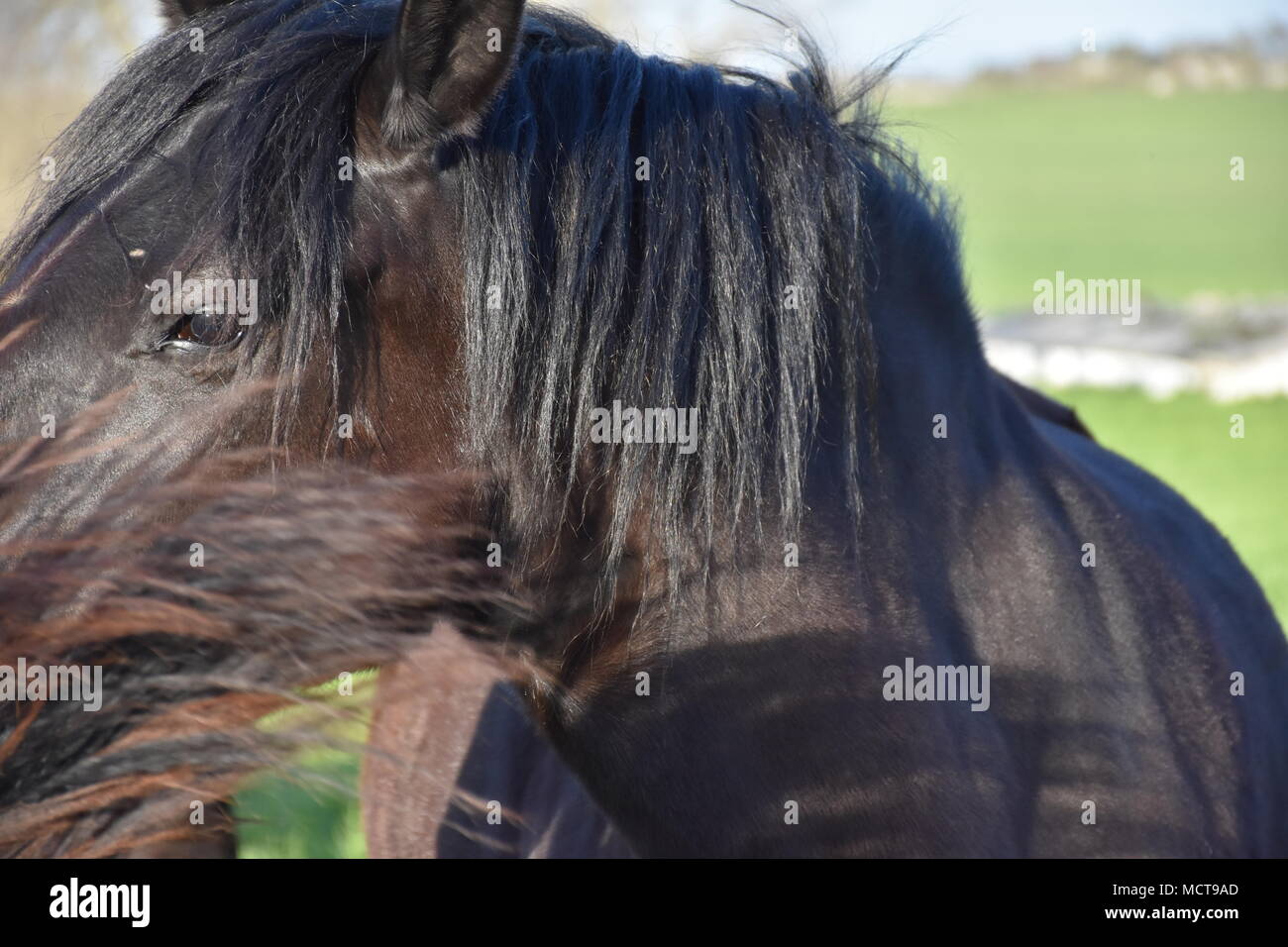 MURGESE HORSE. Italian equine breed of the Murge (Puglia, Italy), bred ...