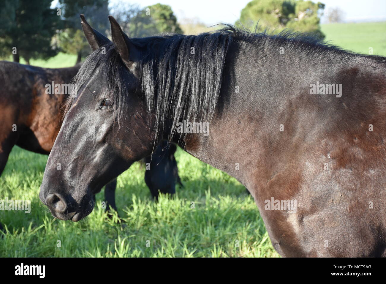 MURGESE HORSE. Italian equine breed of the Murge (Puglia, Italy), bred ...