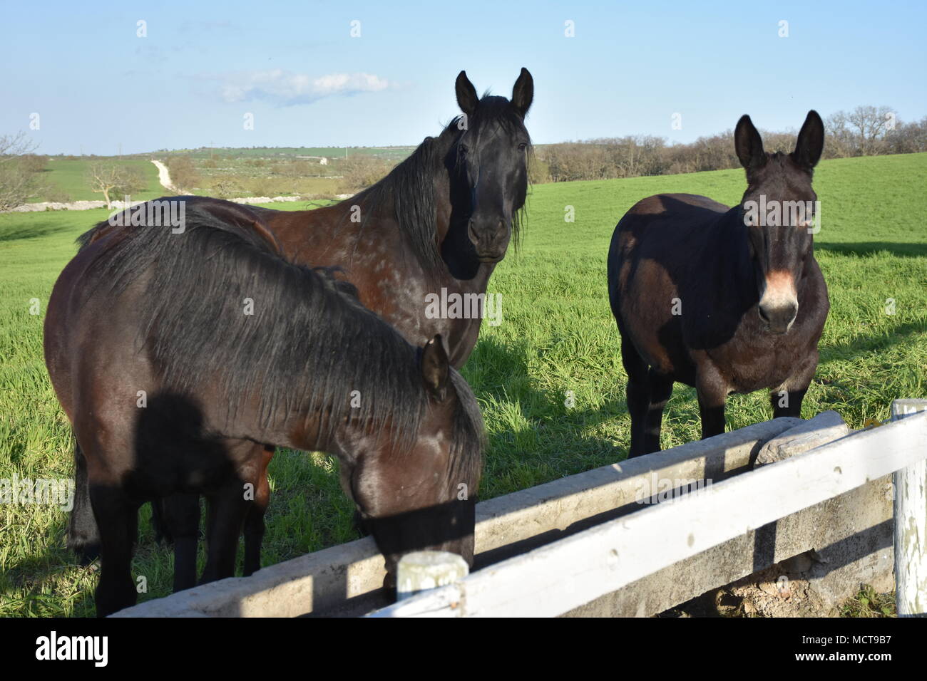 MURGESE HORSE. Italian equine breed of the Murge (Puglia, Italy), bred ...