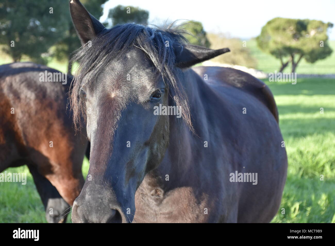 Murgese hi-res stock photography and images - Alamy