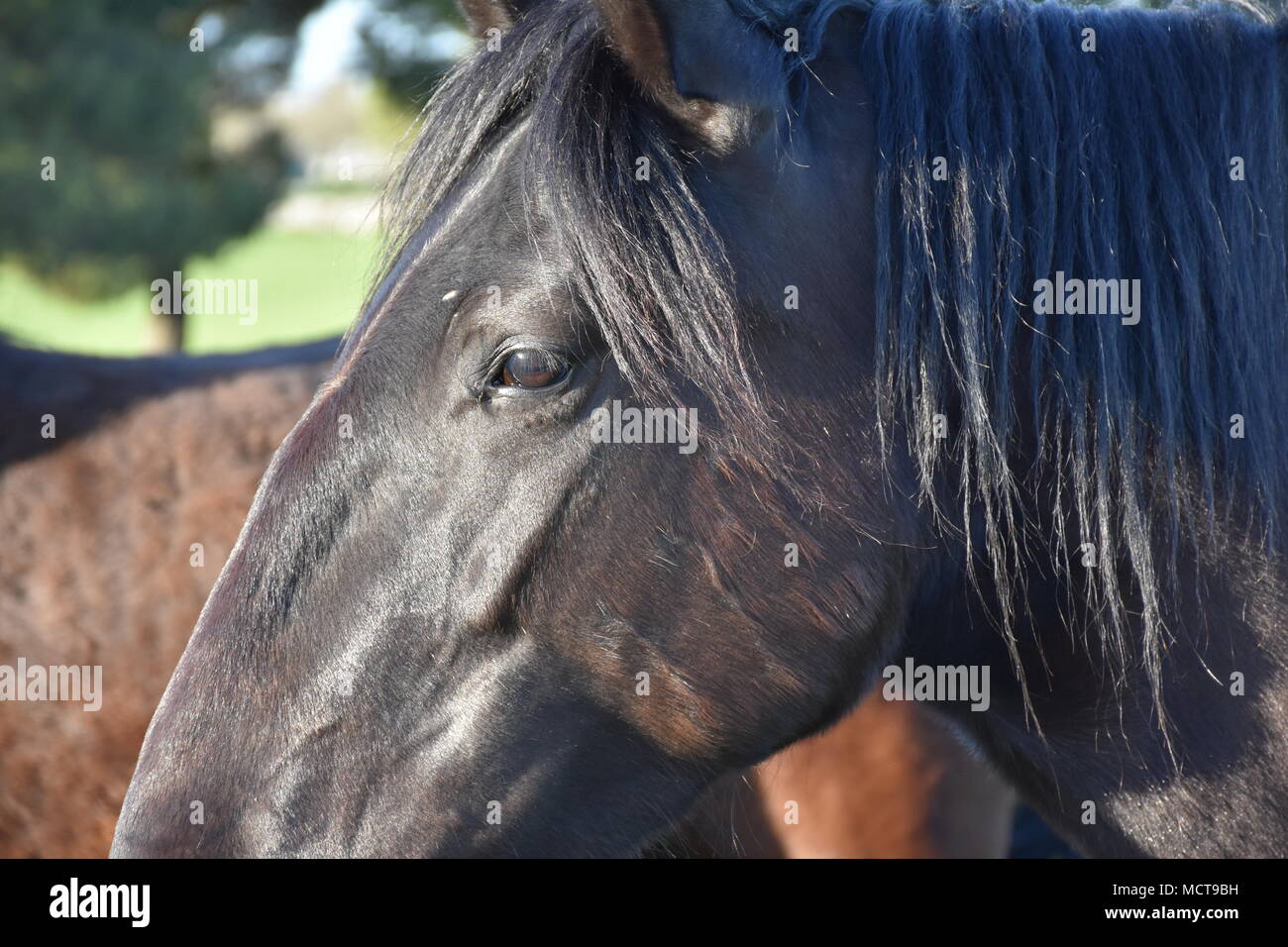 MURGESE HORSE. Italian equine breed of the Murge (Puglia, Italy), bred ...