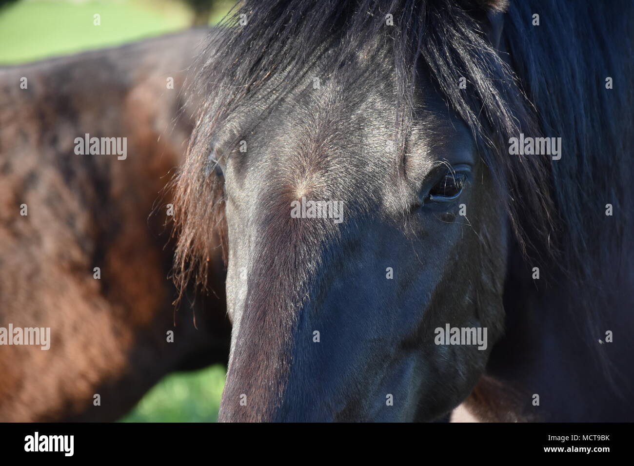 MURGESE HORSE. Italian equine breed of the Murge (Puglia, Italy), bred ...