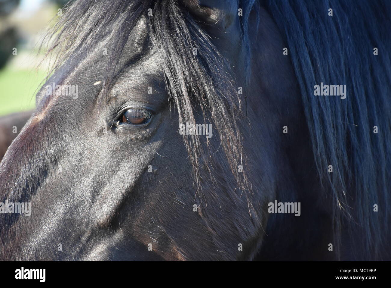 MURGESE HORSE. Italian equine breed of the Murge (Puglia, Italy), bred ...