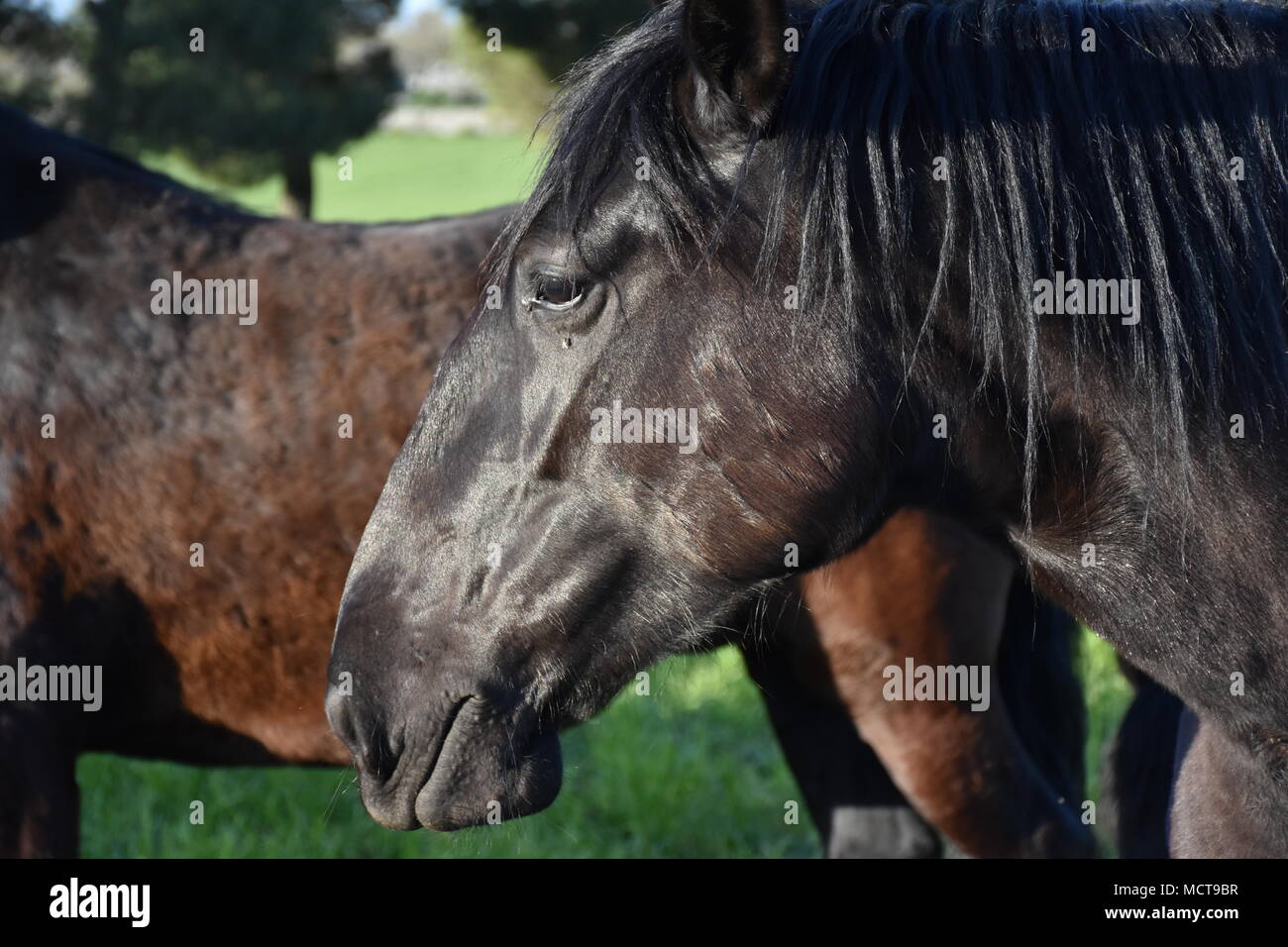 MURGESE HORSE. Italian equine breed of the Murge (Puglia, Italy), bred ...