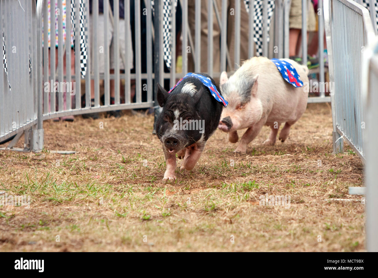 Two pigs race through a turn in one of several pig race competitions ...