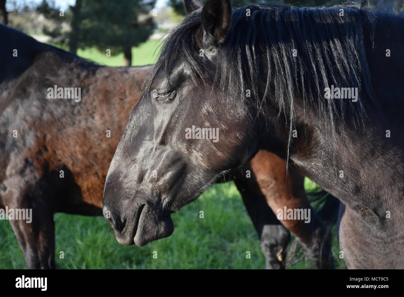 MURGESE HORSE. Italian equine breed of the Murge (Puglia, Italy), bred ...