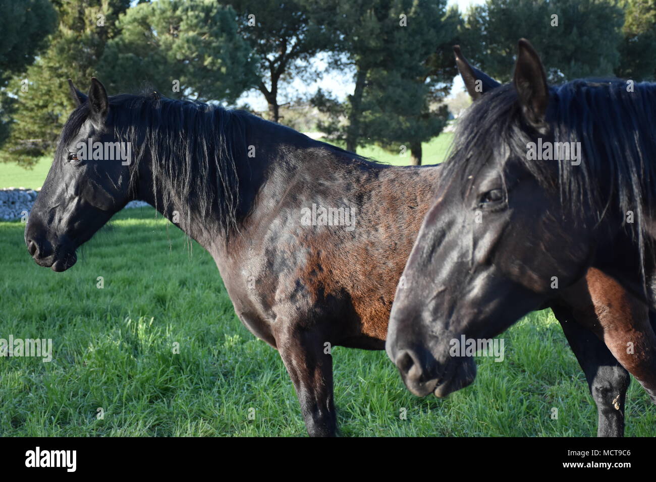 MURGESE HORSE. Italian equine breed of the Murge (Puglia, Italy), bred ...
