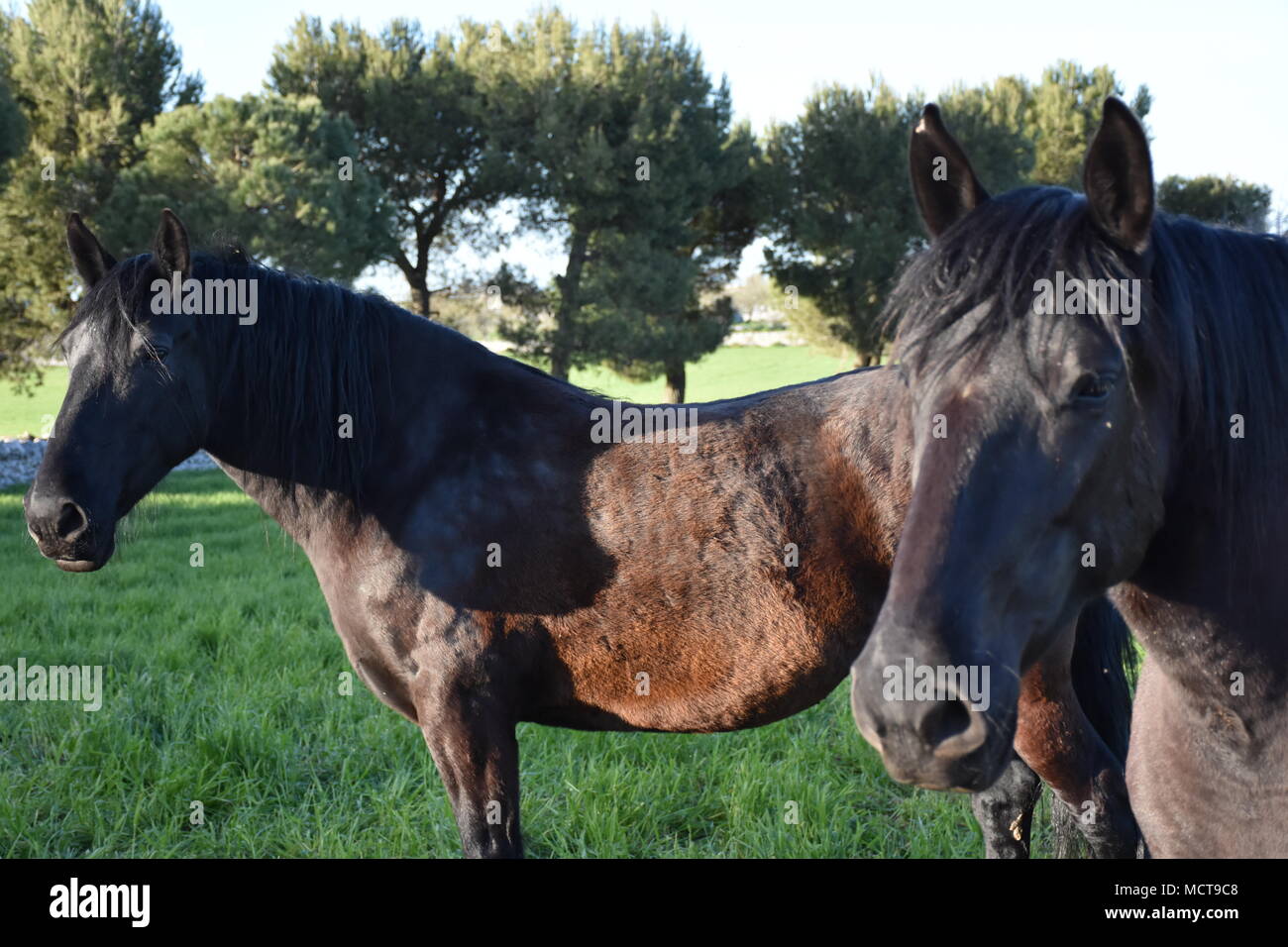 MURGESE HORSE. Italian equine breed of the Murge (Puglia, Italy), bred ...