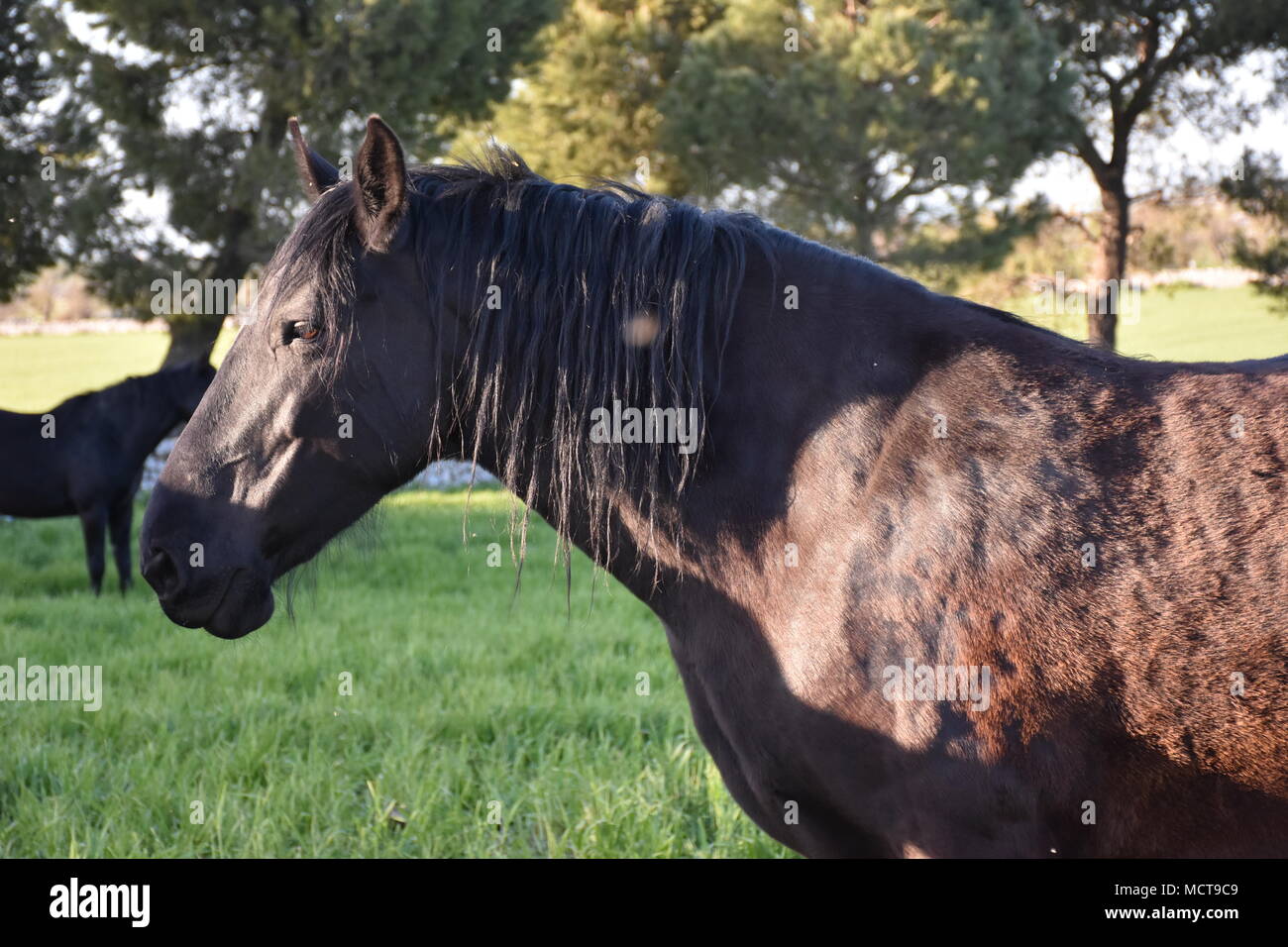 MURGESE HORSE. Italian equine breed of the Murge (Puglia, Italy), bred ...