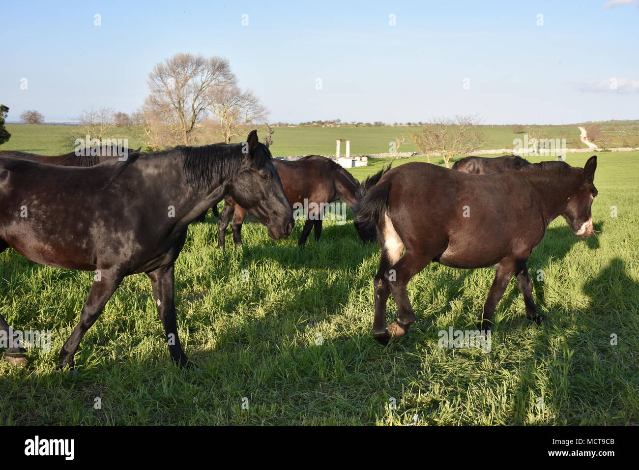 MURGESE HORSE. Italian equine breed of the Murge (Puglia, Italy), bred ...