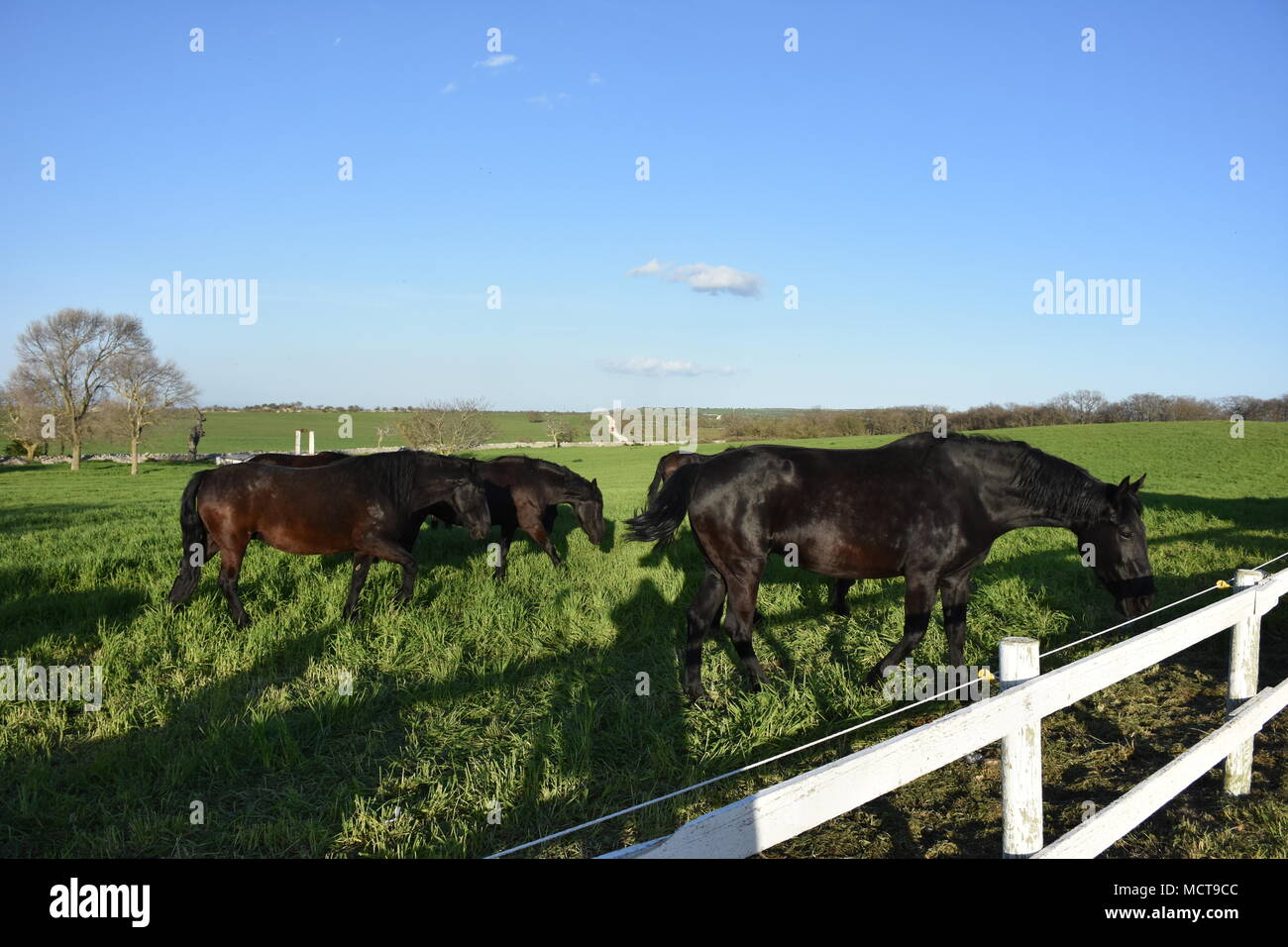 MURGESE HORSE. Italian equine breed of the Murge (Puglia, Italy), bred ...