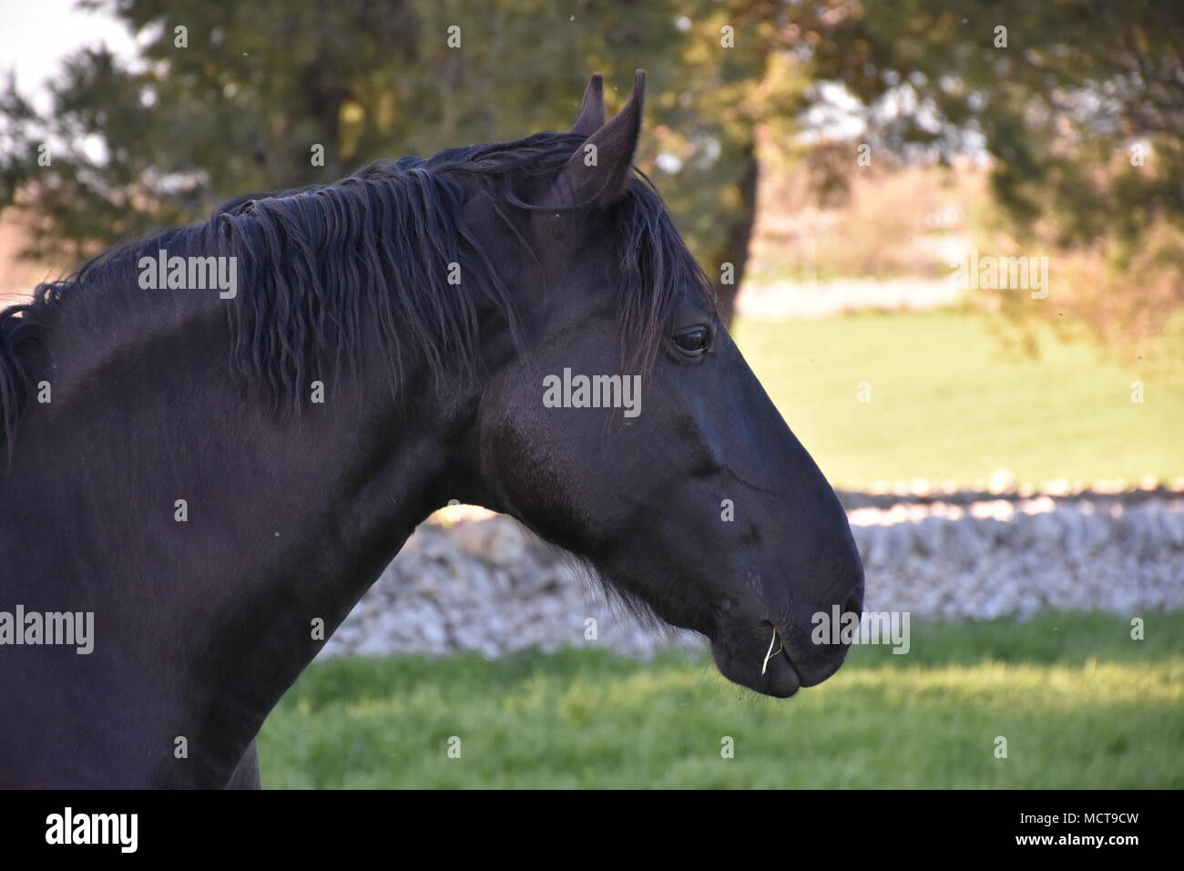 MURGESE HORSE. Italian equine breed of the Murge (Puglia, Italy), bred ...