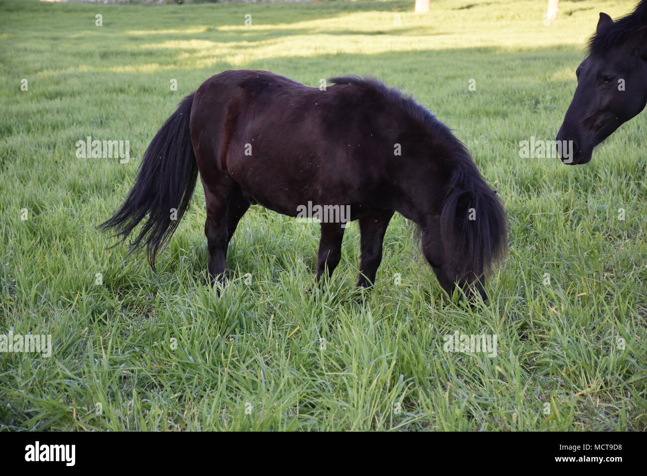 MURGESE HORSE. Italian equine breed of the Murge (Puglia, Italy), bred ...