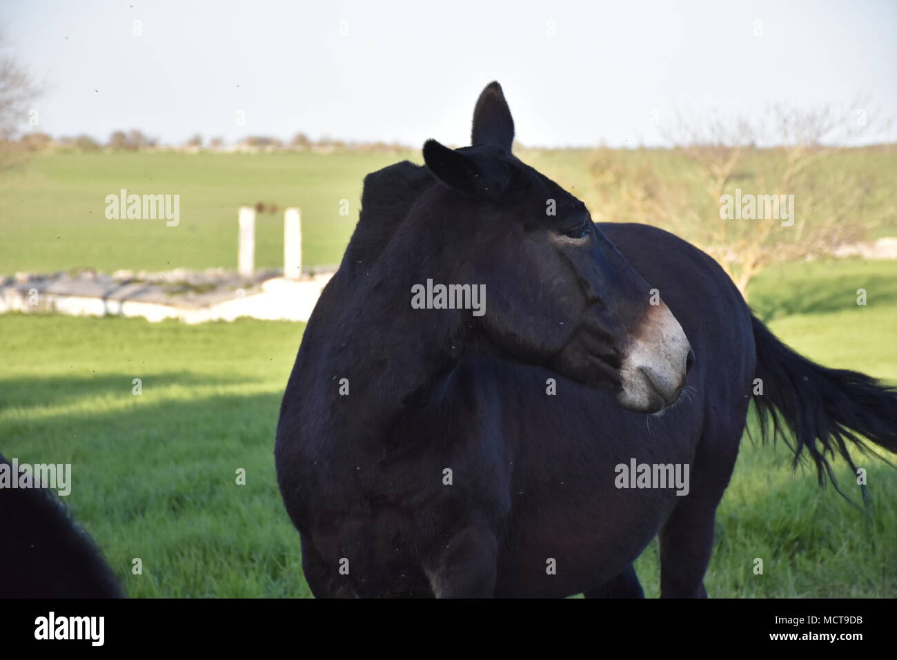 MURGESE HORSE. Italian equine breed of the Murge (Puglia, Italy), bred ...