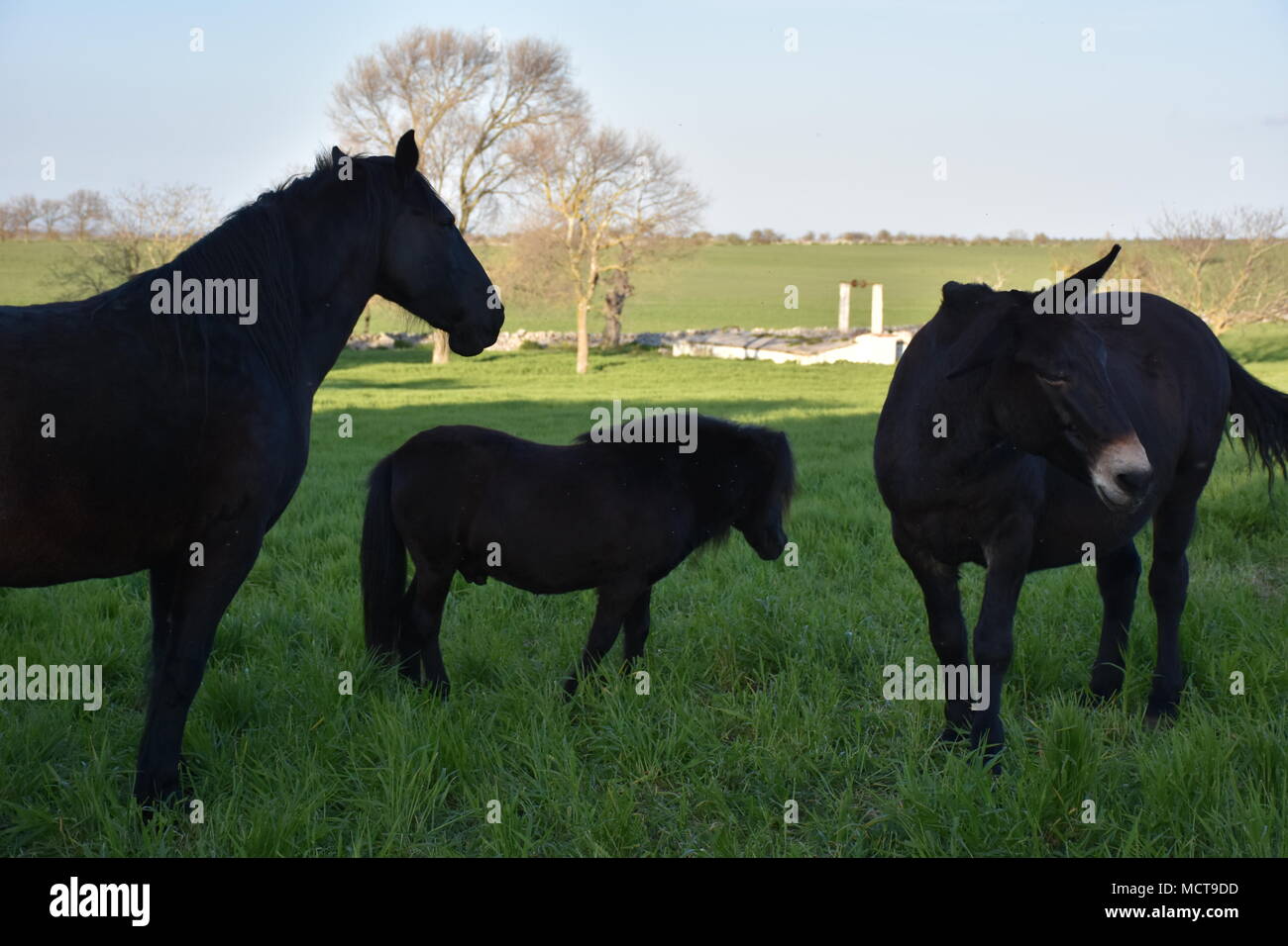MURGESE HORSE. Italian equine breed of the Murge (Puglia, Italy), bred ...