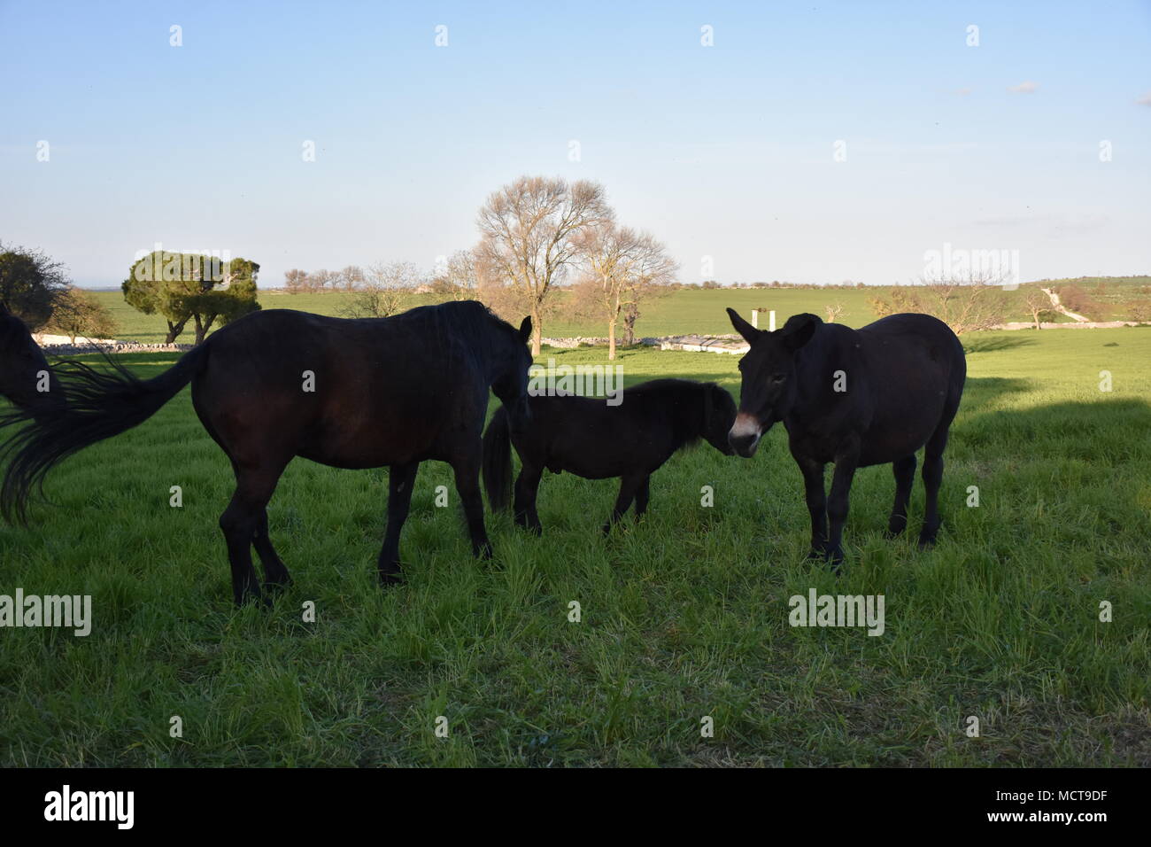 MURGESE HORSE. Italian equine breed of the Murge (Puglia, Italy), bred ...