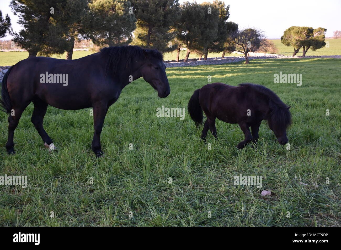 Murgese horse hi-res stock photography and images - Alamy