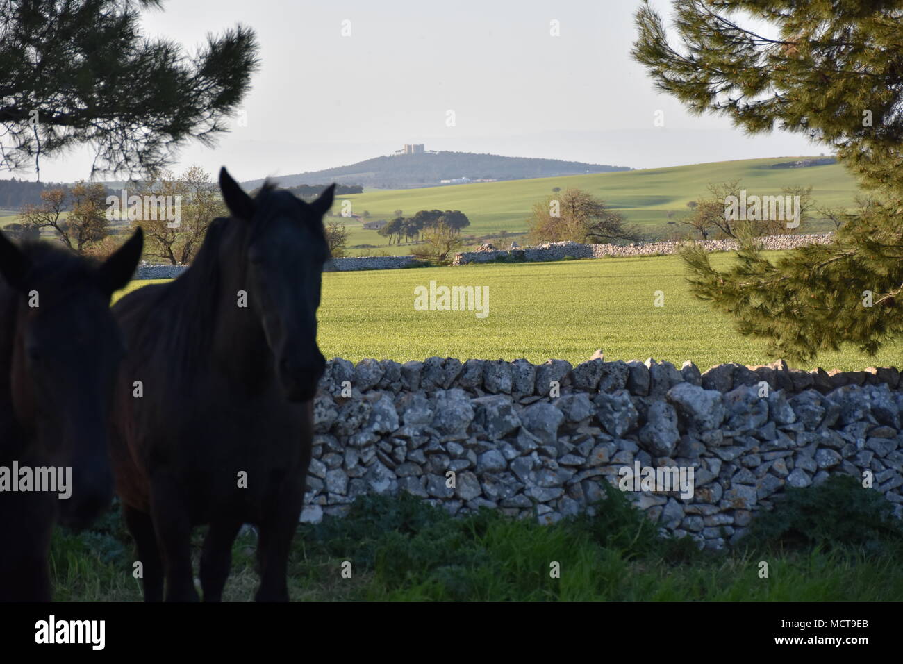 MURGESE HORSE. Italian equine breed of the Murge (Puglia, Italy), bred ...