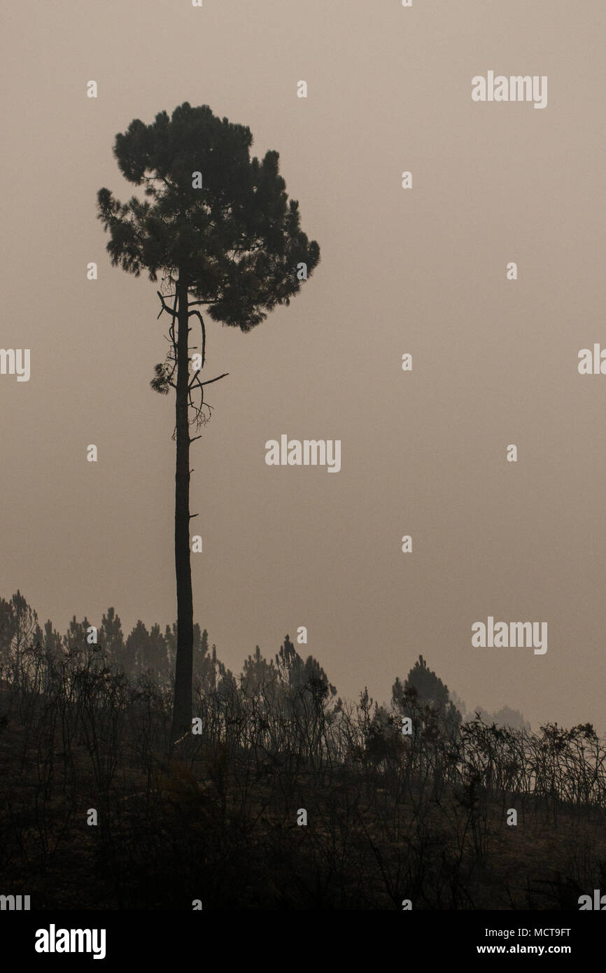 Flame of the forest tree hi-res stock photography and images - Alamy