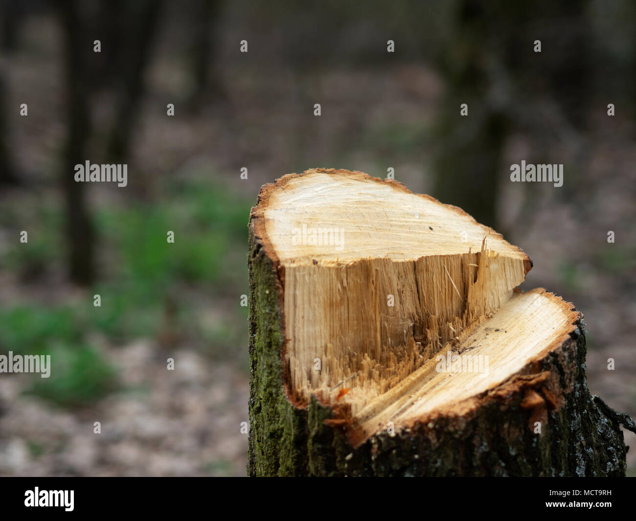 Freshly cut pine stump in the forest. Selective focus Stock Photo - Alamy