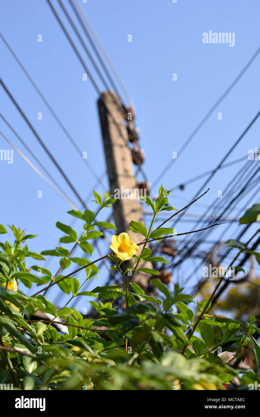 Yellow mai flower hi-res stock photography and images - Alamy