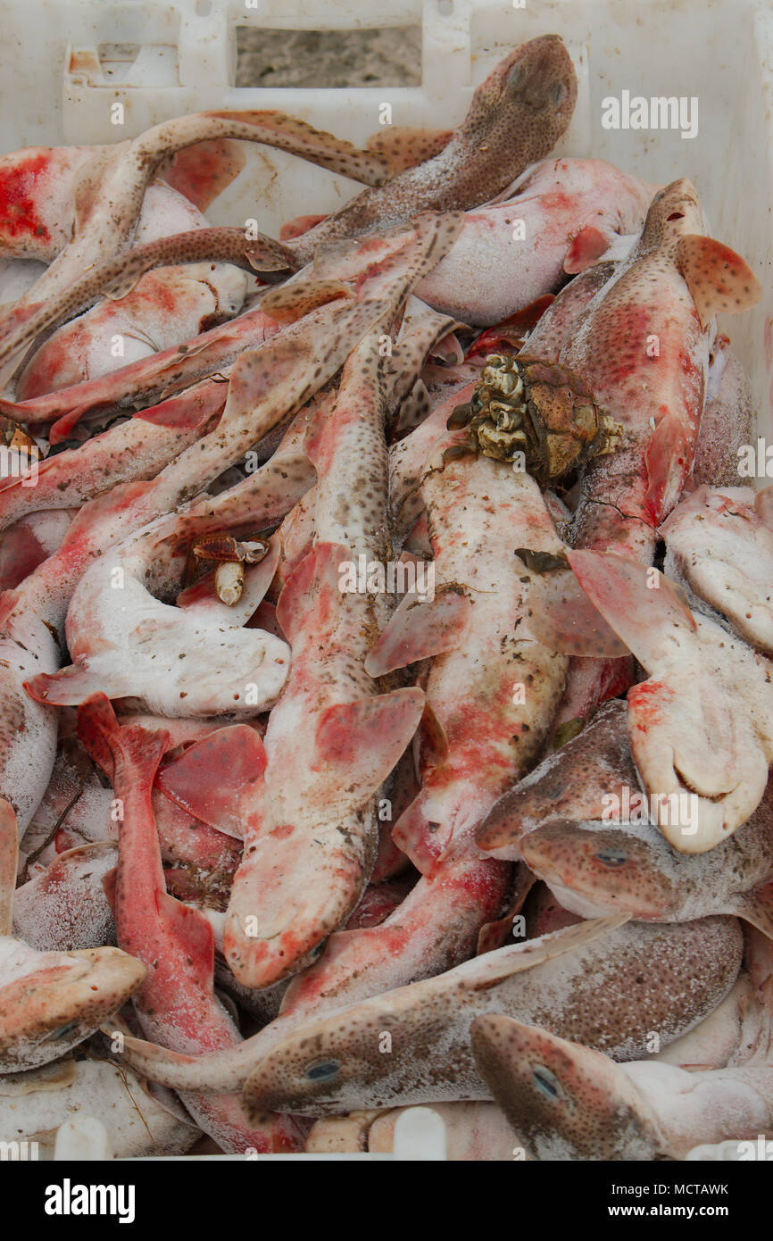Cod fish in a plastic box recently landed by a fishing trawler Stock ...