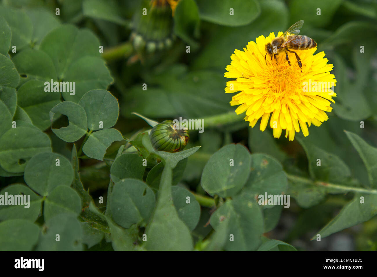 Honey bee on dandelion. Honey bee pollinating on spring meadow Stock ...