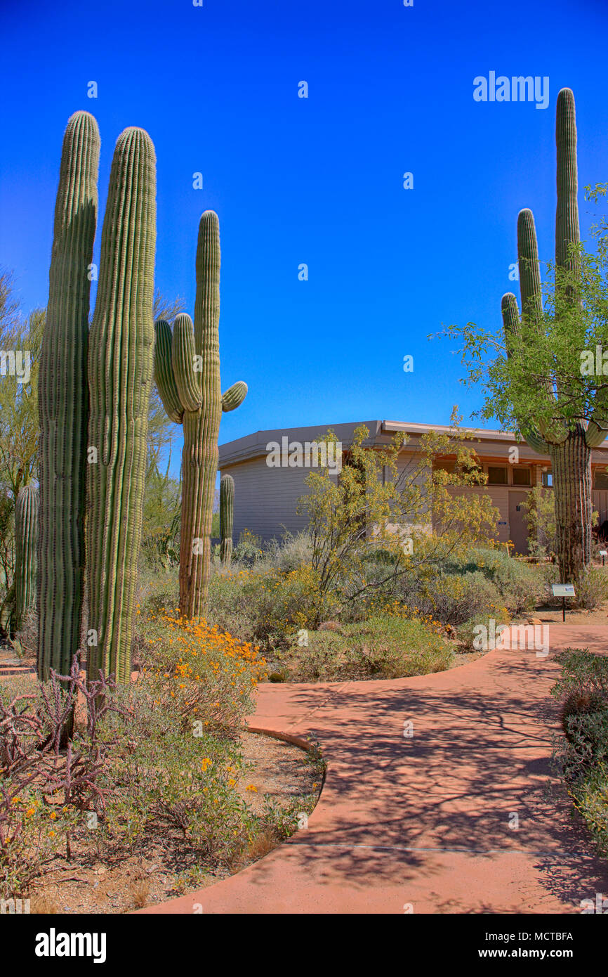 The Saguaro East Rincon Mountain National Park welcome center in Tucson ...