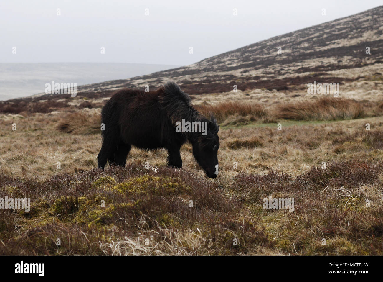 Wild Horses on the Brecon Beacons Stock Photo - Alamy