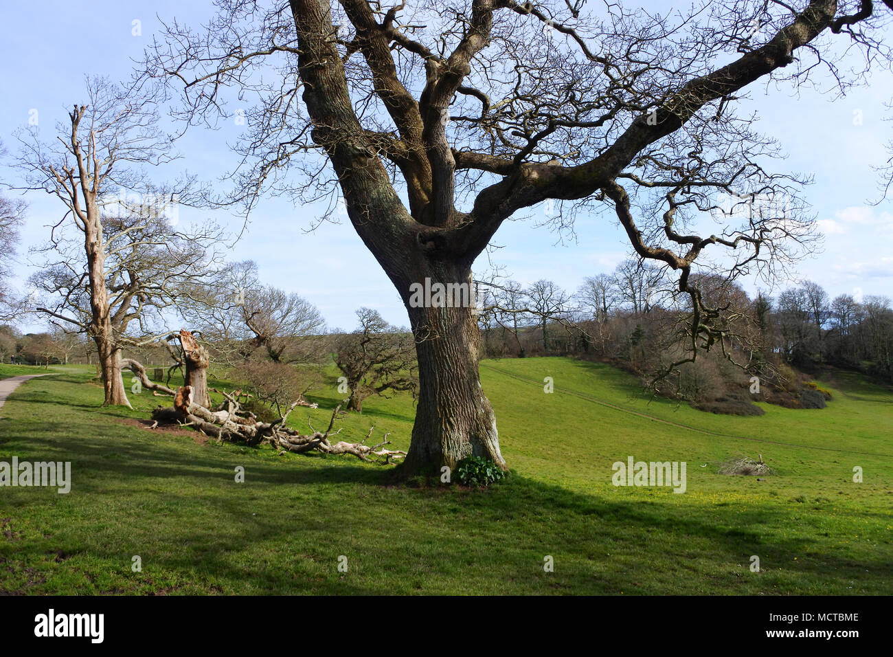 Long oak branch in hi-res stock photography and images - Alamy