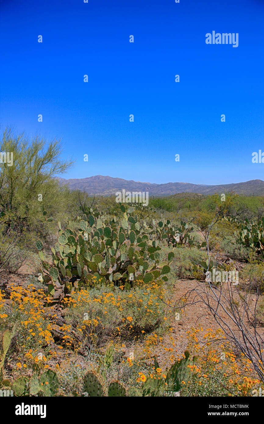 The Saguaro East Rincon Mountain National Park in Tucson, Arizona Stock ...