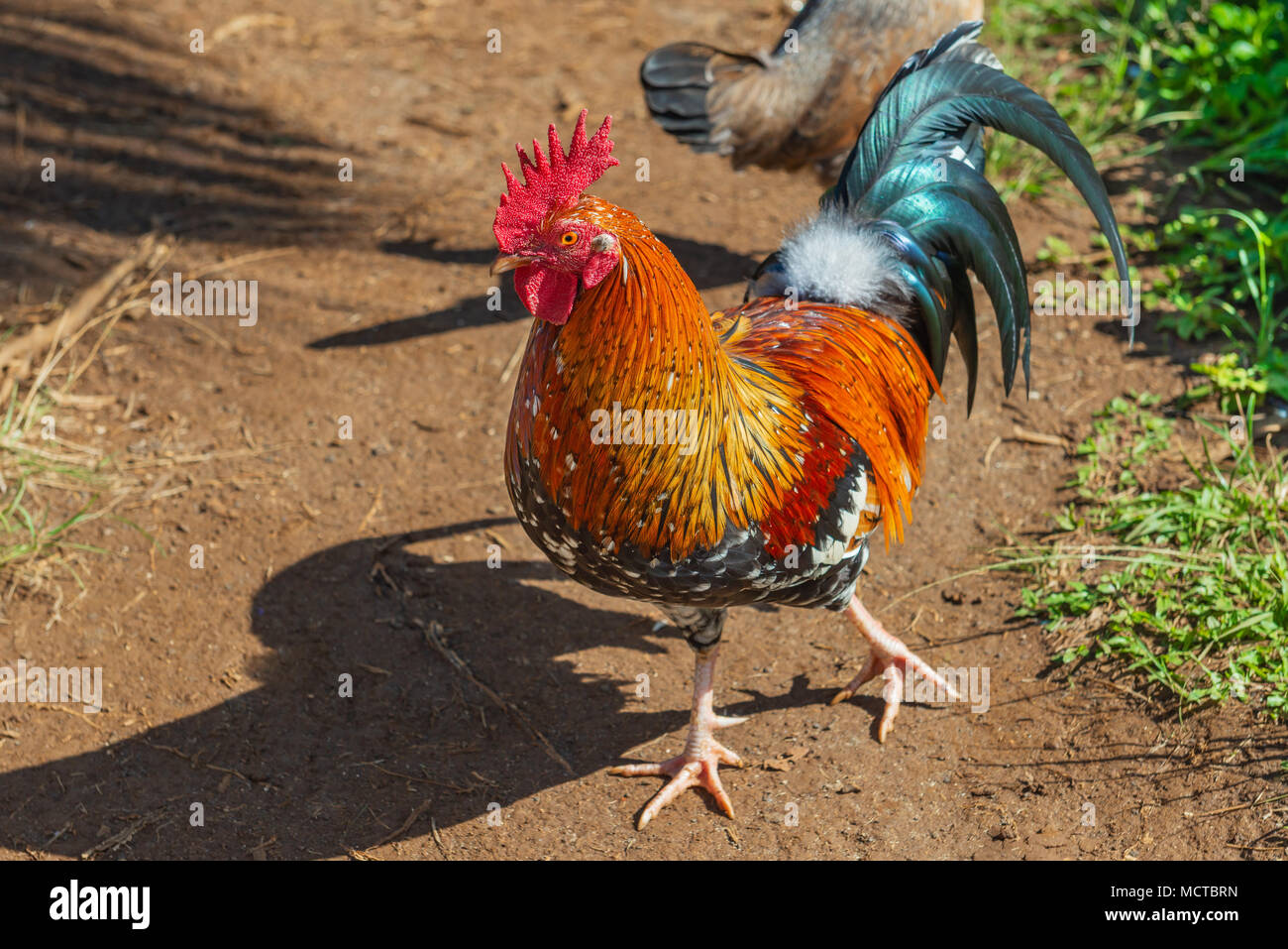 Common rooster hi-res stock photography and images - Alamy