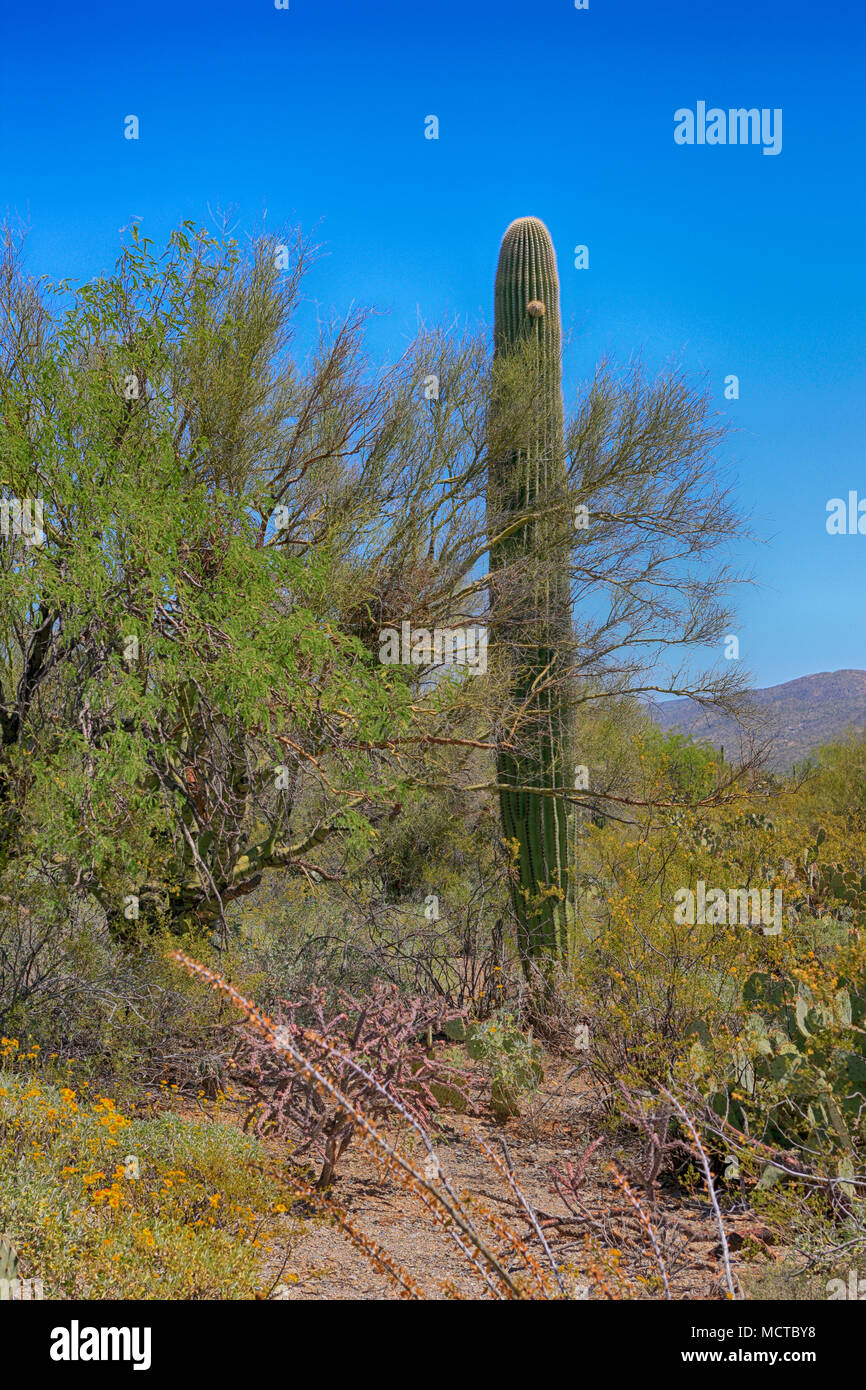 The Saguaro East Rincon Mountain National Park in Tucson, Arizona Stock ...