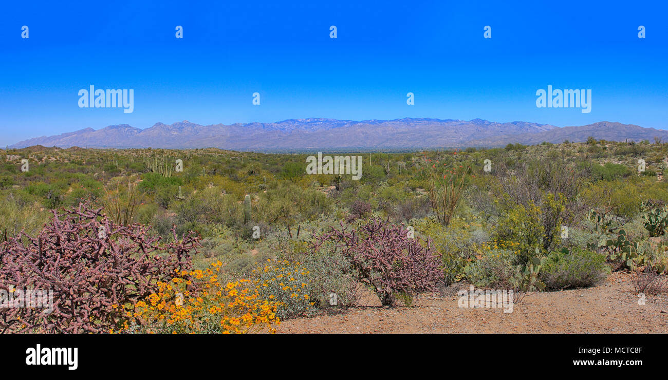 The Saguaro East Rincon Mountain National Park in Tucson, Arizona Stock ...