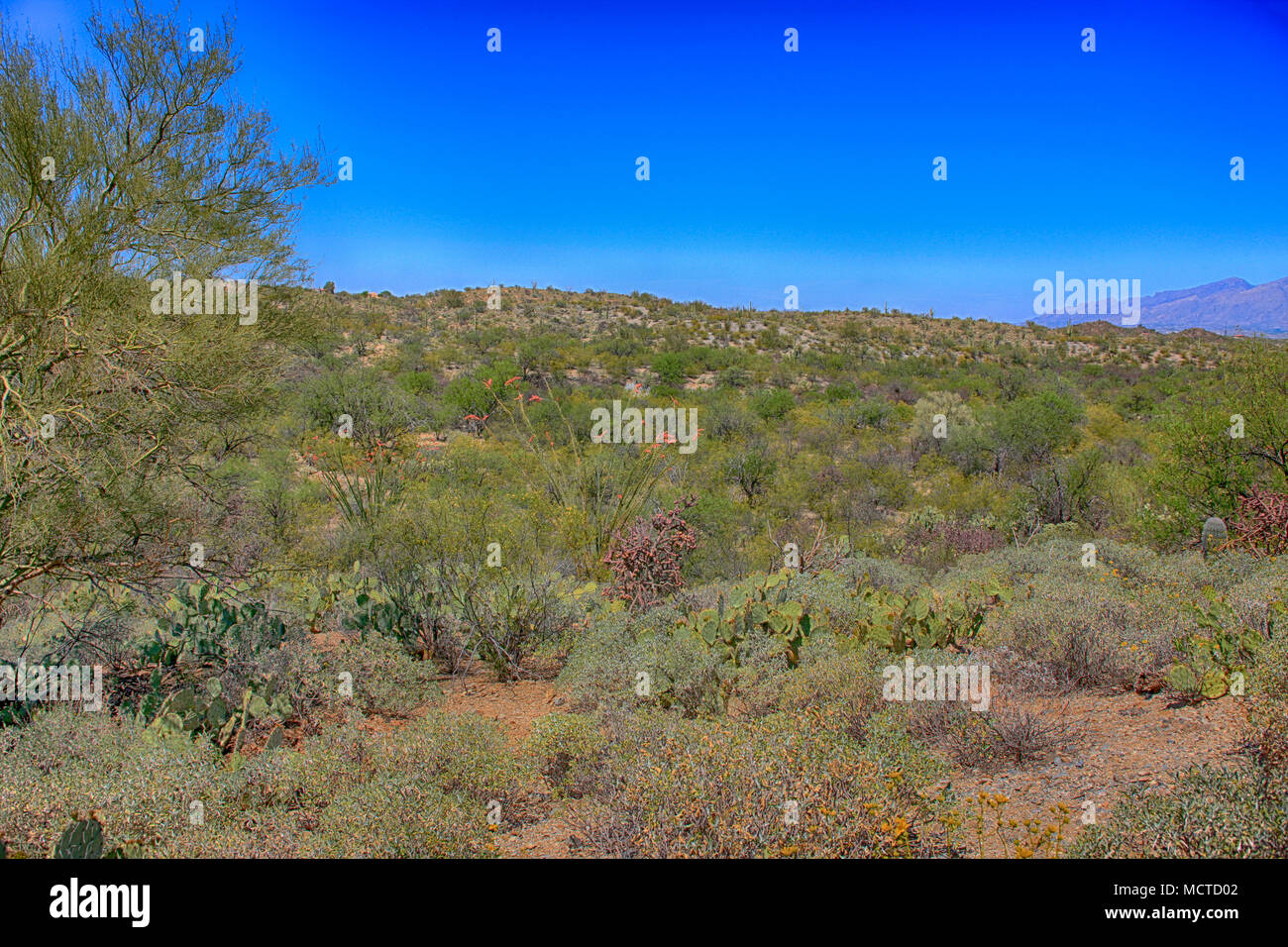 The Saguaro East Rincon Mountain National Park in Tucson, Arizona Stock ...