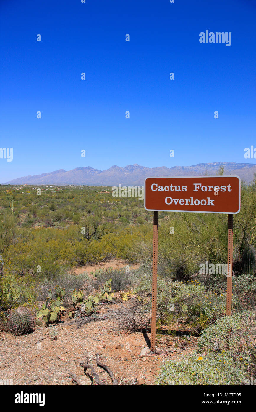 Cactus Forest Overlook in the Saguaro East Rincon Mountain National ...