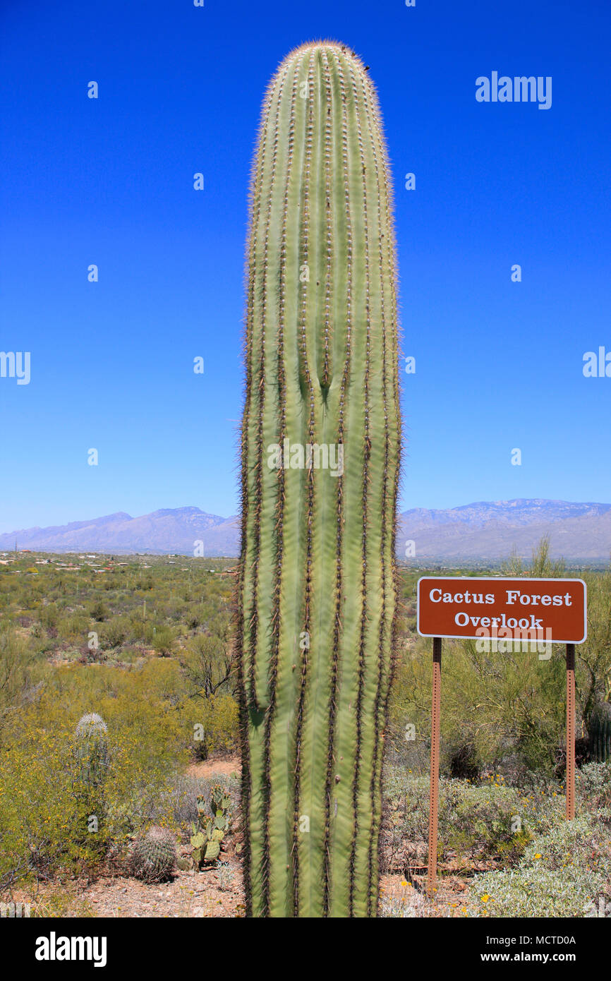 Cactus Forest Overlook in the Saguaro East Rincon Mountain National ...