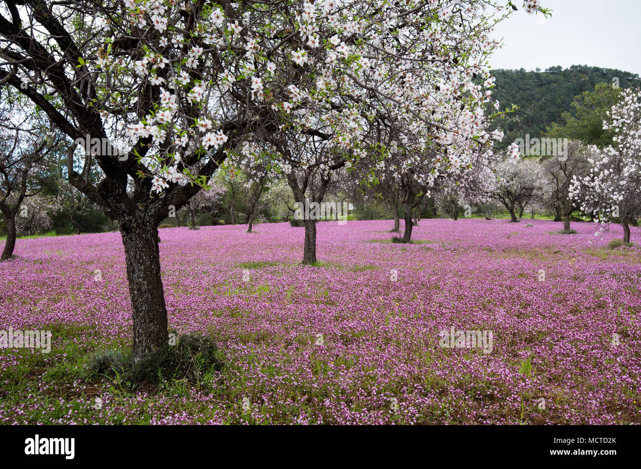Spring Flowers In Cyprus High Resolution Stock Photography and Images ...