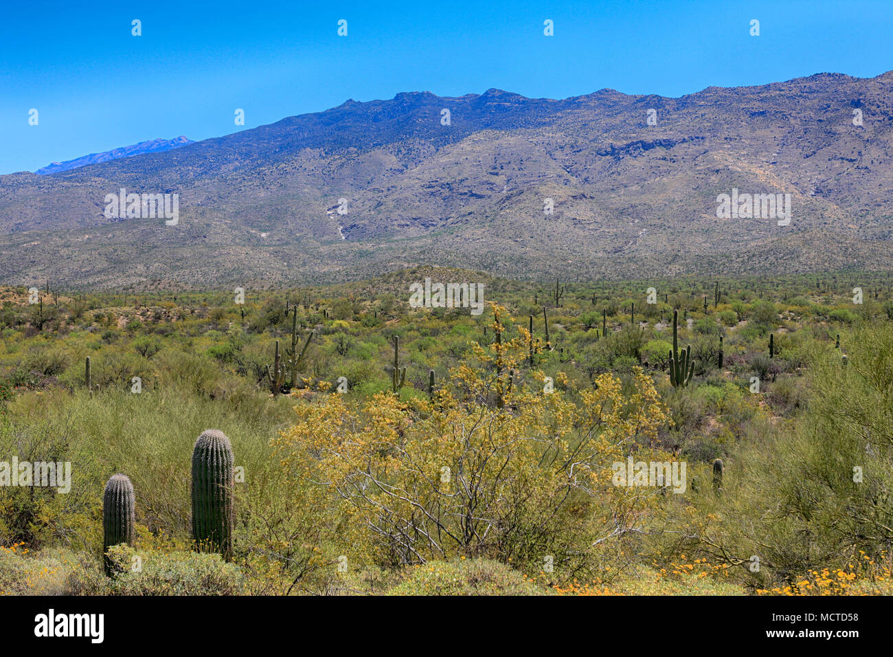 The Saguaro East Rincon Mountain National Park in Tucson, Arizona Stock ...