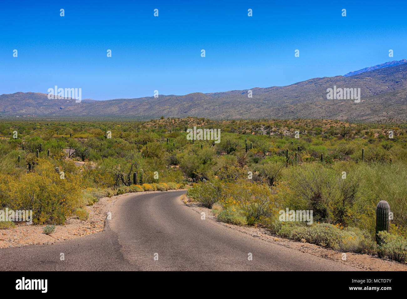 The Saguaro East Rincon Mountain National Park in Tucson, Arizona Stock ...