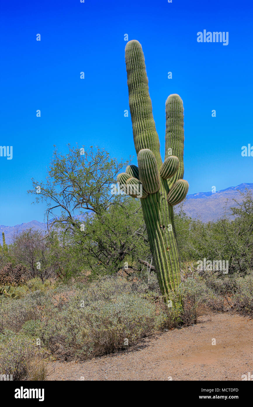 The Saguaro East Rincon Mountain National Park in Tucson, Arizona Stock ...