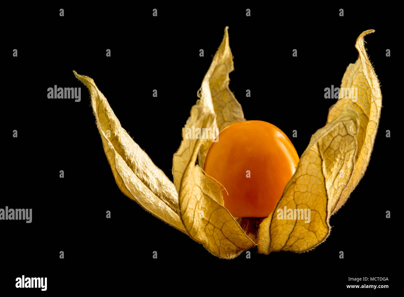 A physalis fruit and husk on a black background bought from a ...