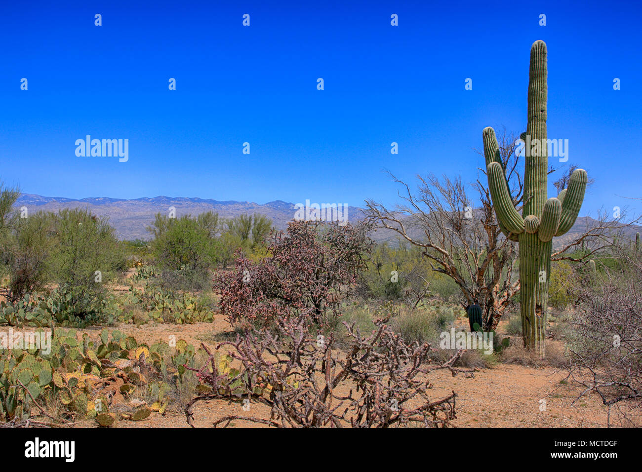 The Saguaro East Rincon Mountain National Park in Tucson, Arizona Stock ...