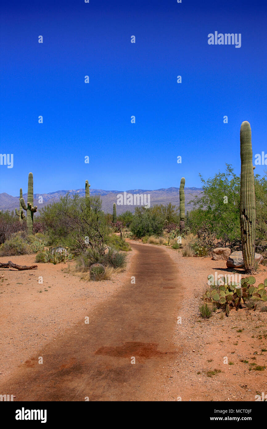 The Saguaro East Rincon Mountain National Park in Tucson, Arizona Stock ...