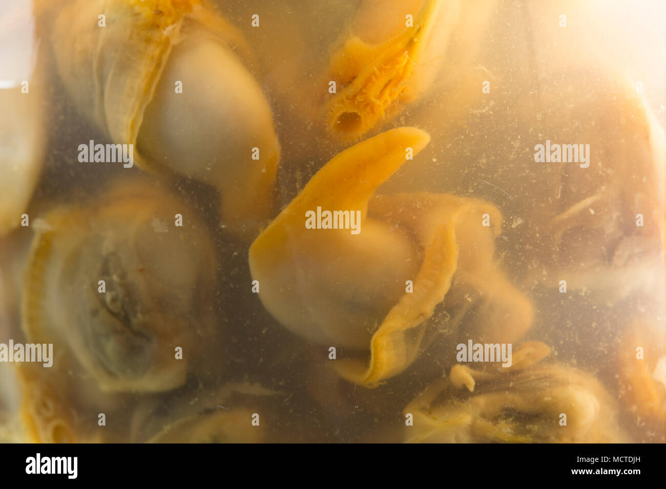 Cockles, cerastoderma edule, in a jar pickled in vinegar bought from a ...
