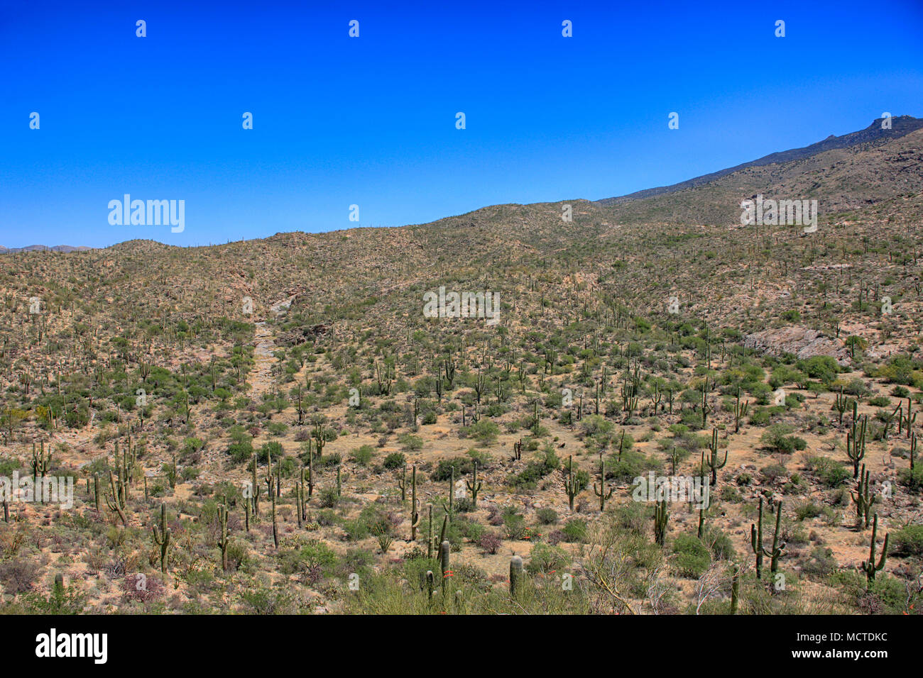 The Saguaro East Rincon Mountain National Park in Tucson, Arizona Stock ...