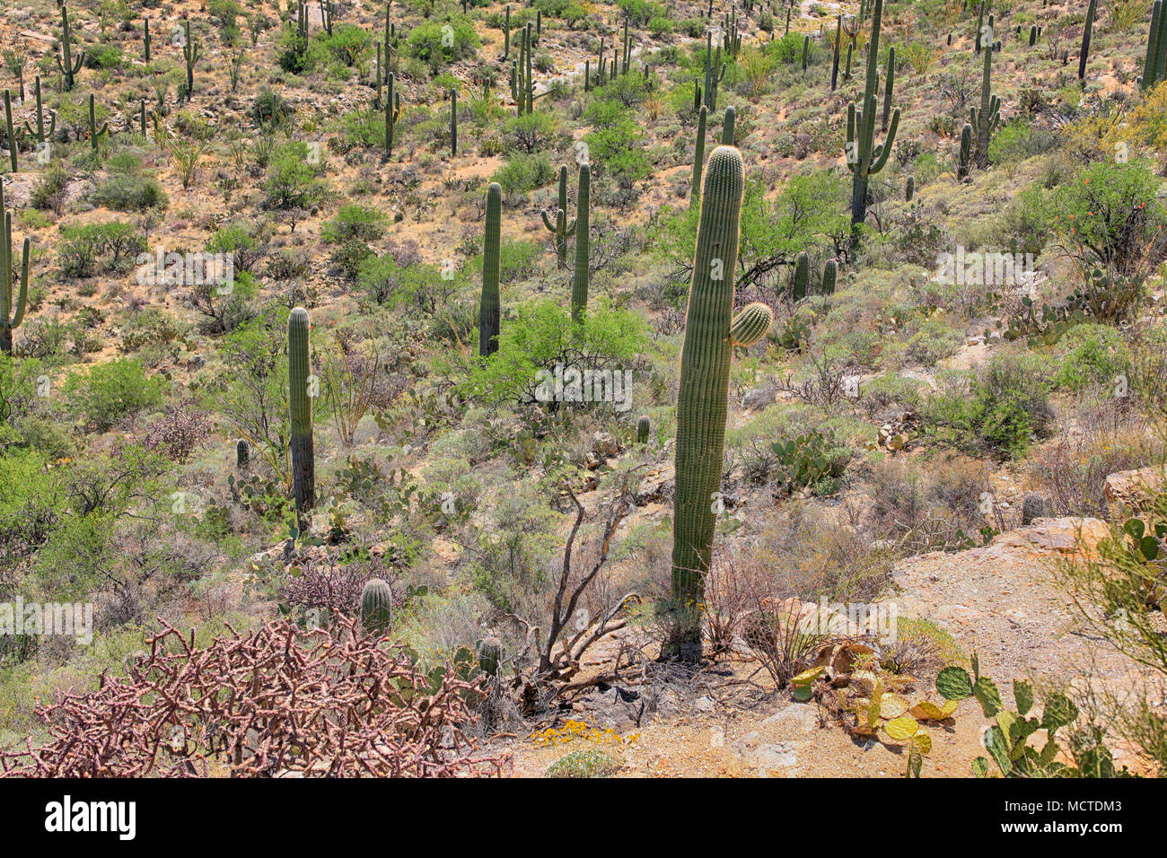 The Saguaro East Rincon Mountain National Park in Tucson, Arizona Stock ...