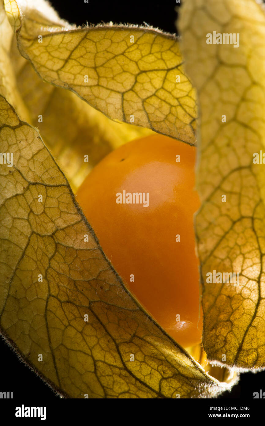 A physalis fruit and husk on a black background bought from a ...